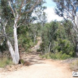 Bushwalking In Australia: A Fun Family Activity - Tourist Meets Traveler