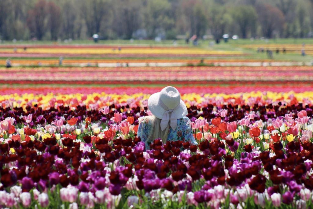 New Jersey Farm Recreates Iconic Tulip Blooms Of The Netherlands