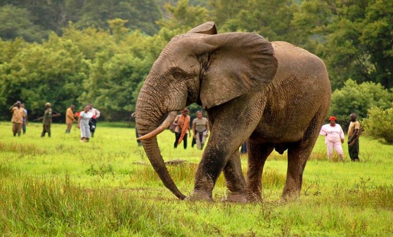 3 Best National Parks In Ghana for Wildlife, Hiking & More