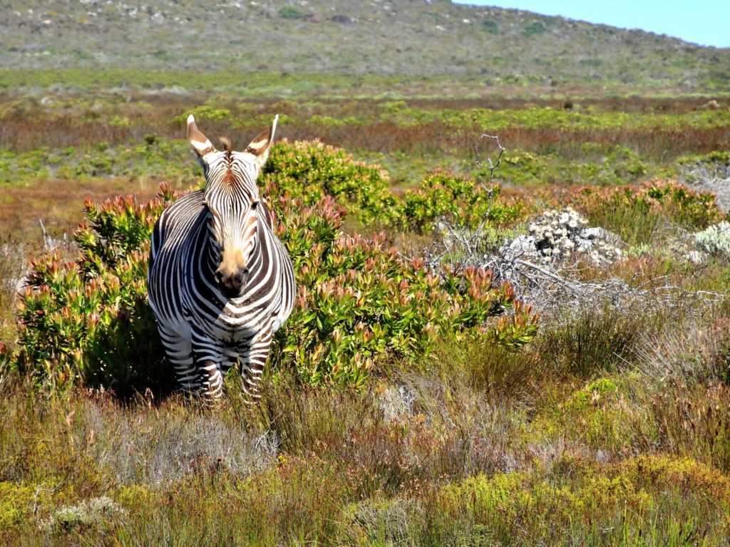 Visit 3 Unique National Parks In South Africa For More Than Wildlife