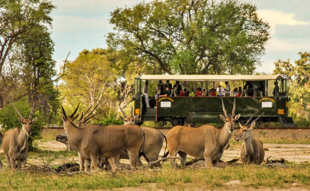 Experience A Unique Safari In Zimbabwe On The Elephant Express