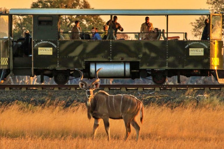Experience A Unique Safari In Zimbabwe On The Elephant Express
