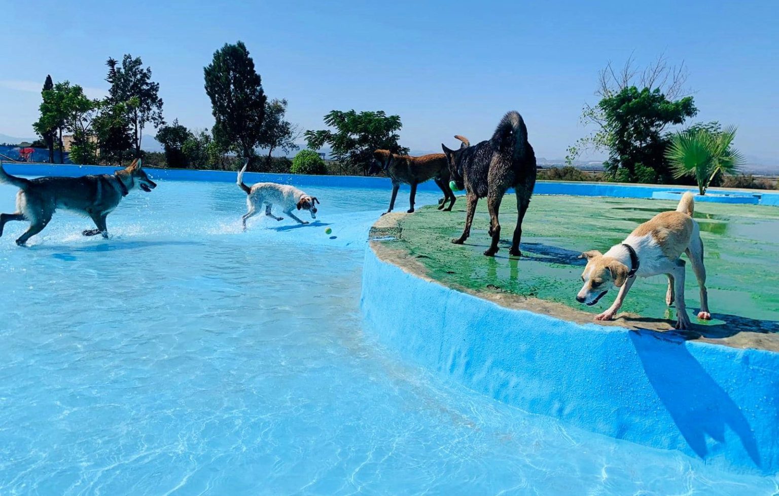 Have A Splash At A New Water Park For Dogs In Alicante, Spain
